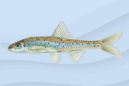 Collapsing Range of the Endemic Great Plains Peppered Chub