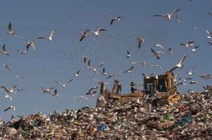 landfill bird control Archives | SCS Engineers